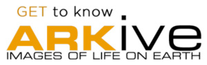 Get to Know ARKive – David Perry & Associates